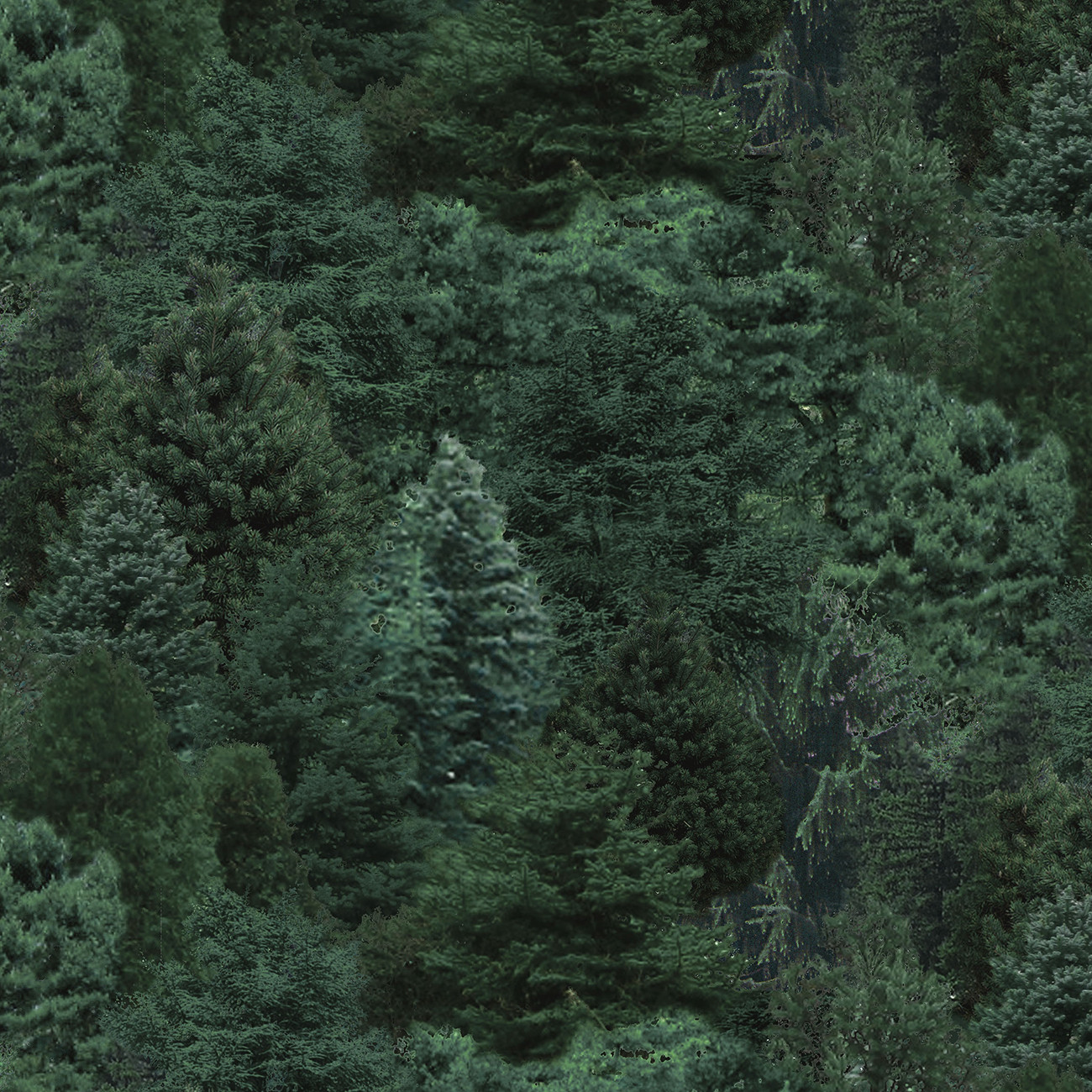 Landscape Medley Evergreens Pine