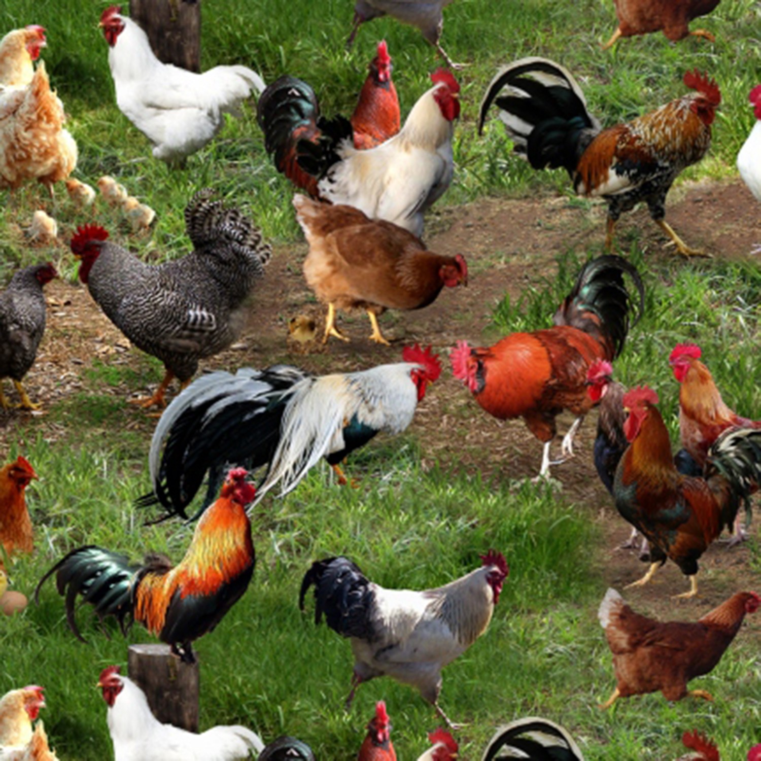 Green Rooster Scenic