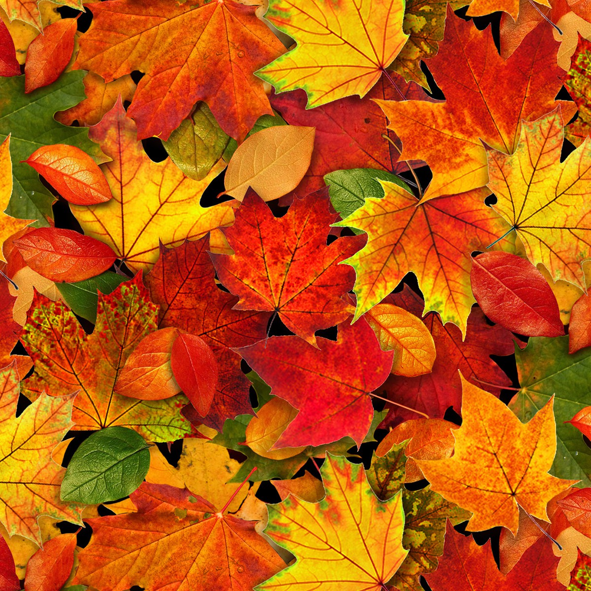 Multi Fall Leaves