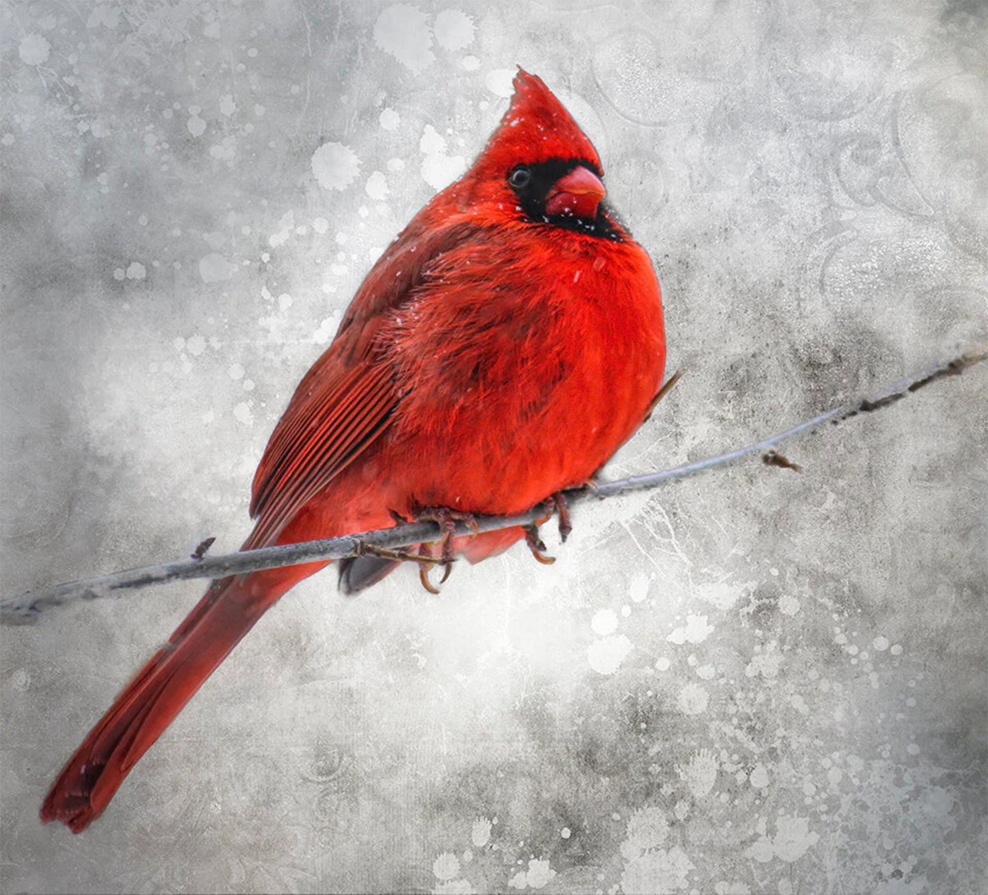 Red Cardinal in Snow Panel 20in x 18in