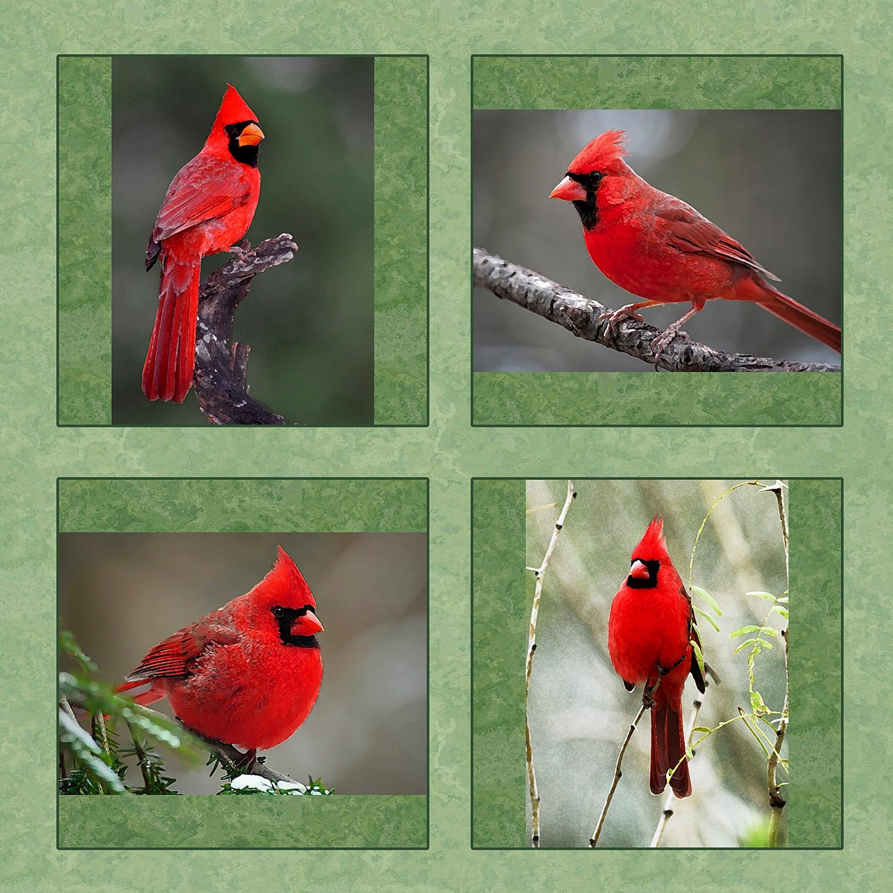 Four Cardinals Panel 16in x 17in